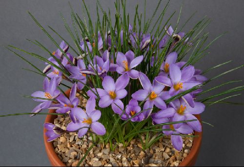 Crocus minimus - Alpine Garden Society